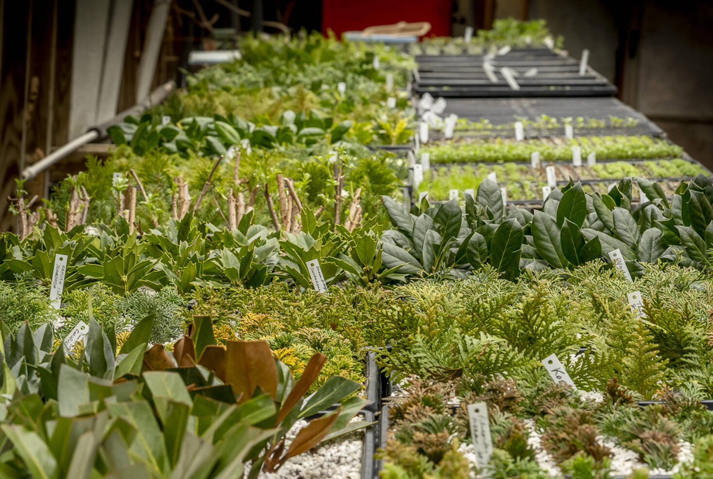 Sandy Mush Herb Nursery in the Blue Ridge Mountains of NC