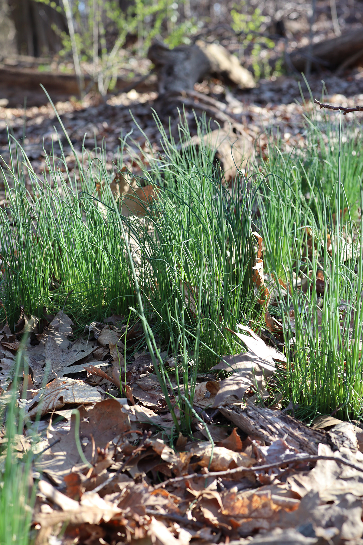 Field Garlic Naan: A No-Knead Feral Recipe Inspired by Classic Butter Naan