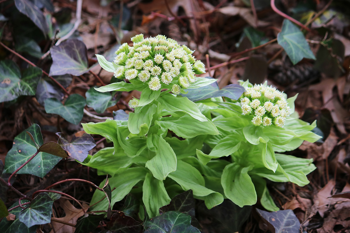 A Recipe for Fuki Buds: Butterburs Herald the Coming of Spring