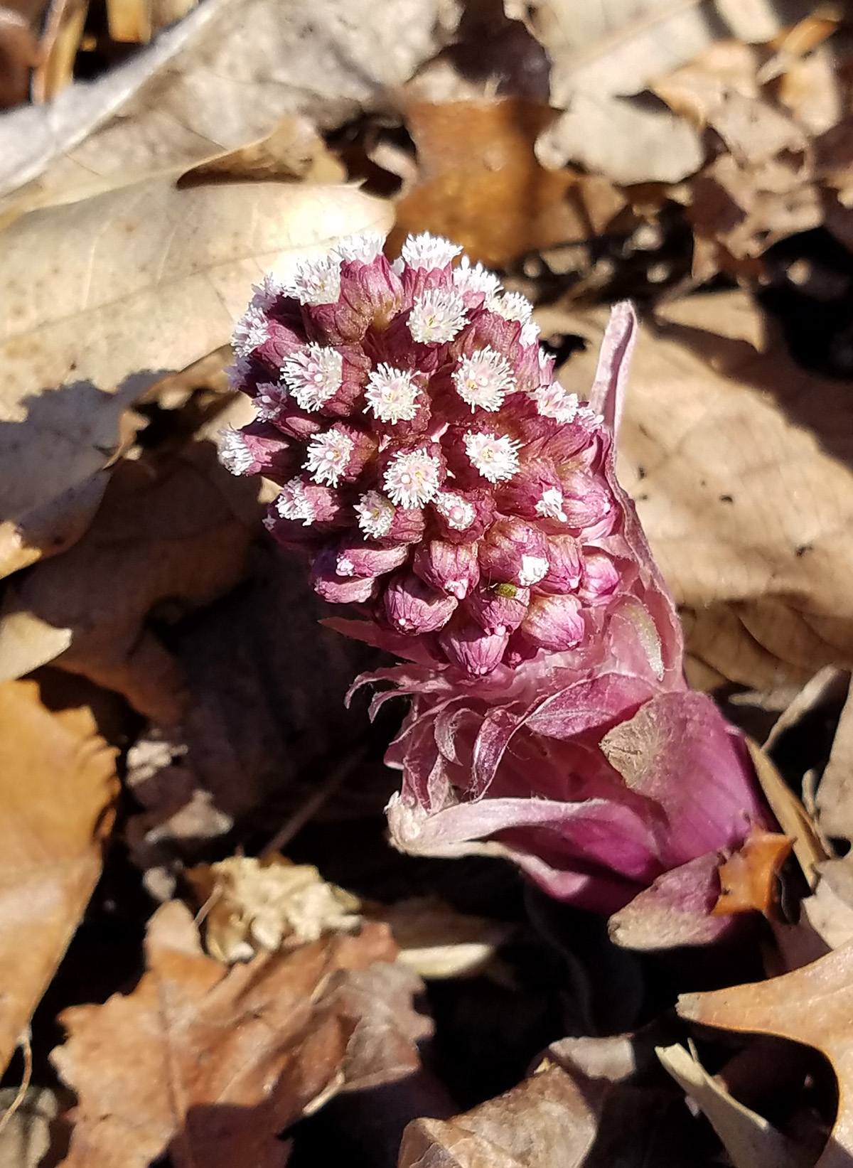 A Recipe for Fuki Buds: Butterburs Herald the Coming of Spring