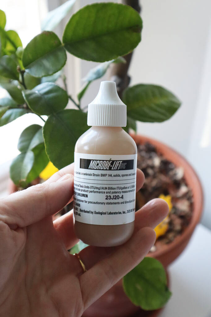 Fungus Gnats: How to Get Rid of Them Organically