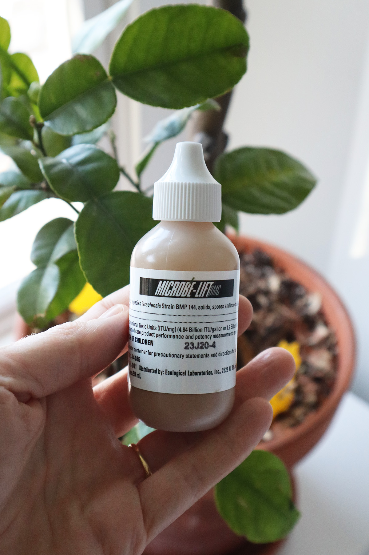 Fungus Gnats: How to Get Rid of Them Organically