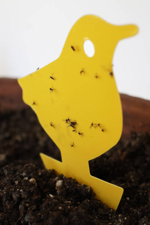 Fungus Gnats: How to Get Rid of Them Organically