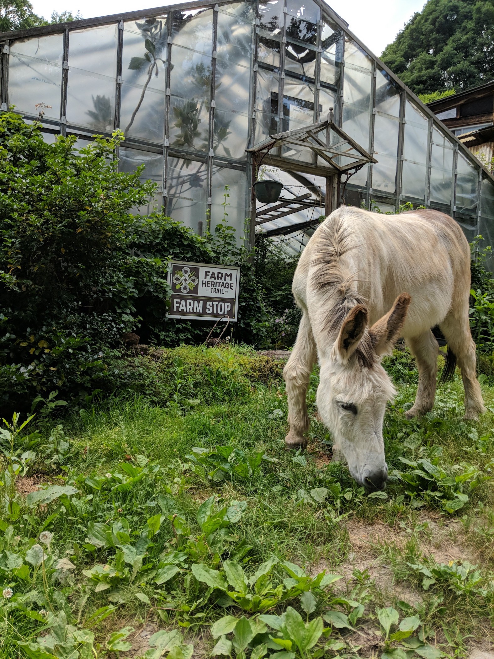 Sandy Mush Herb Nursery in the Blue Ridge Mountains of NC
