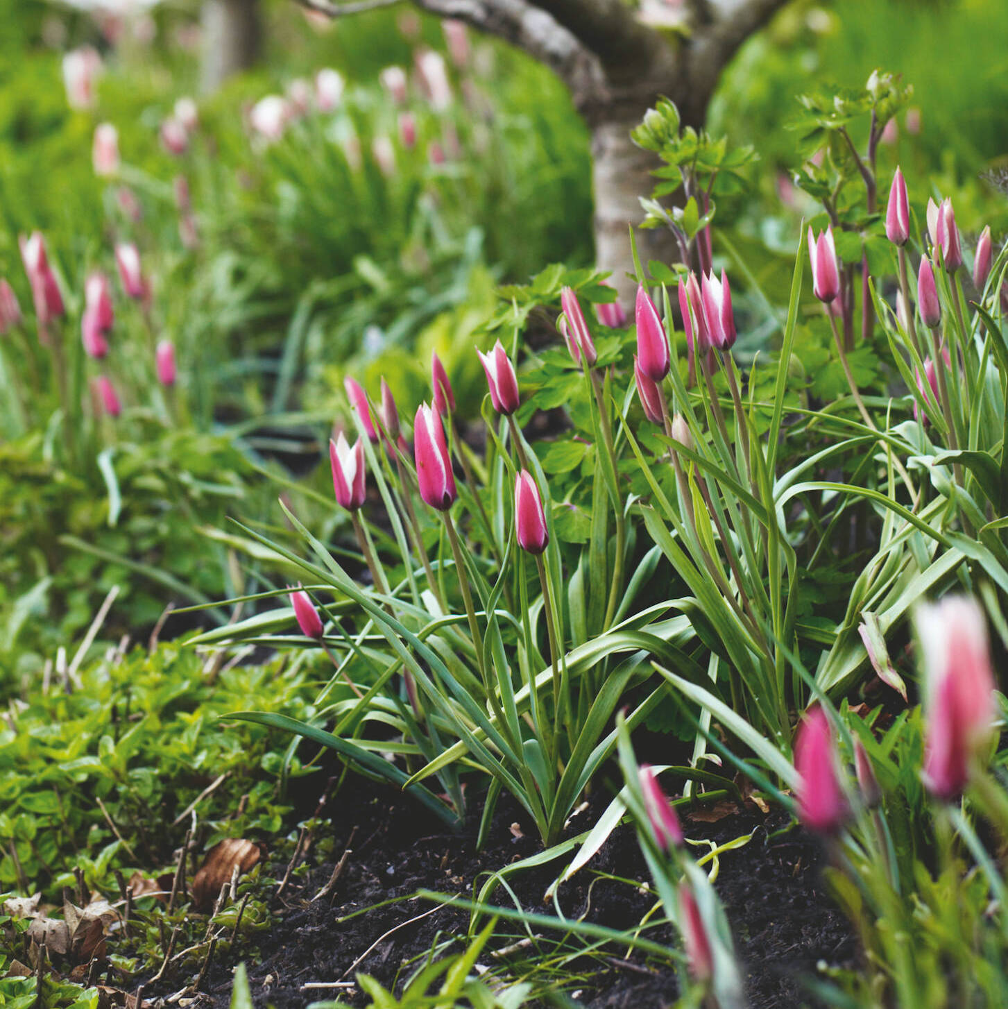 Perennial Tulips: Polly Nicholson on How to Grow Native Species