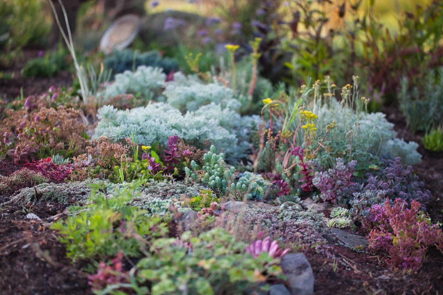 Summer Rayne Oakes: The Plant Educator Shares Her Plant Wisdom