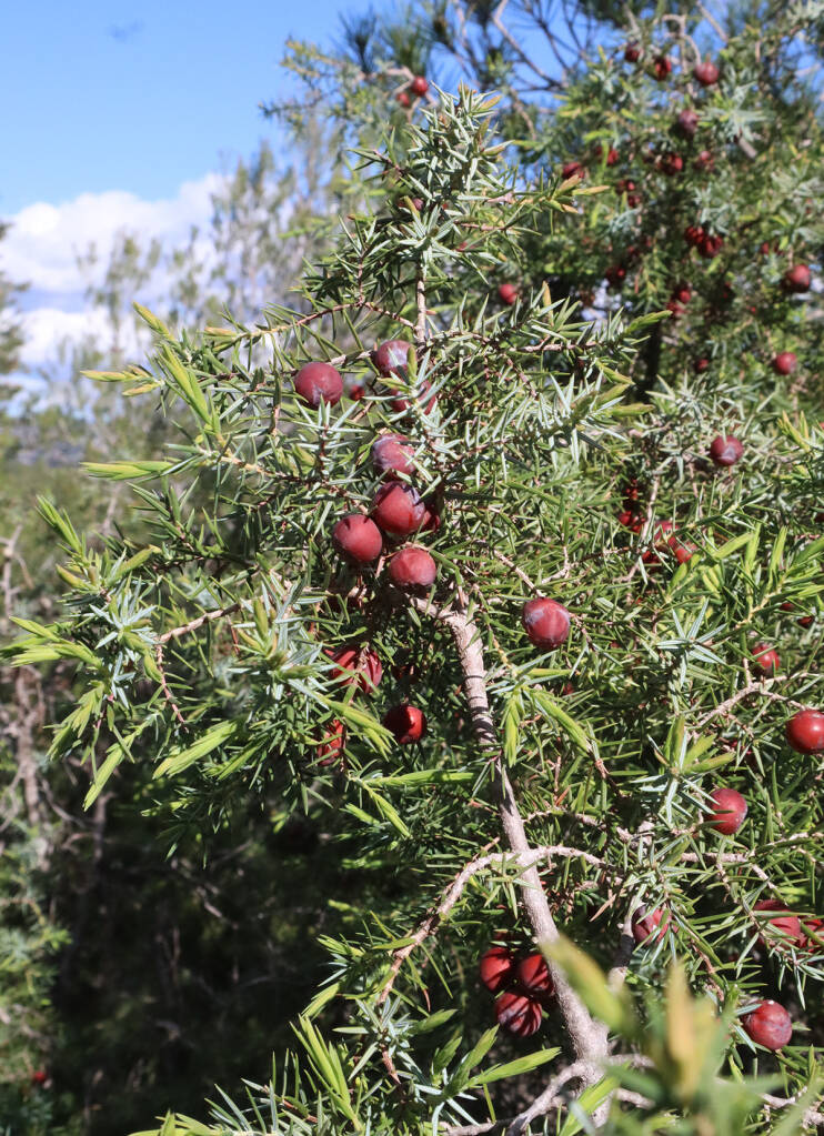 The Calanques in France: A Geographical and Botanical Wonder