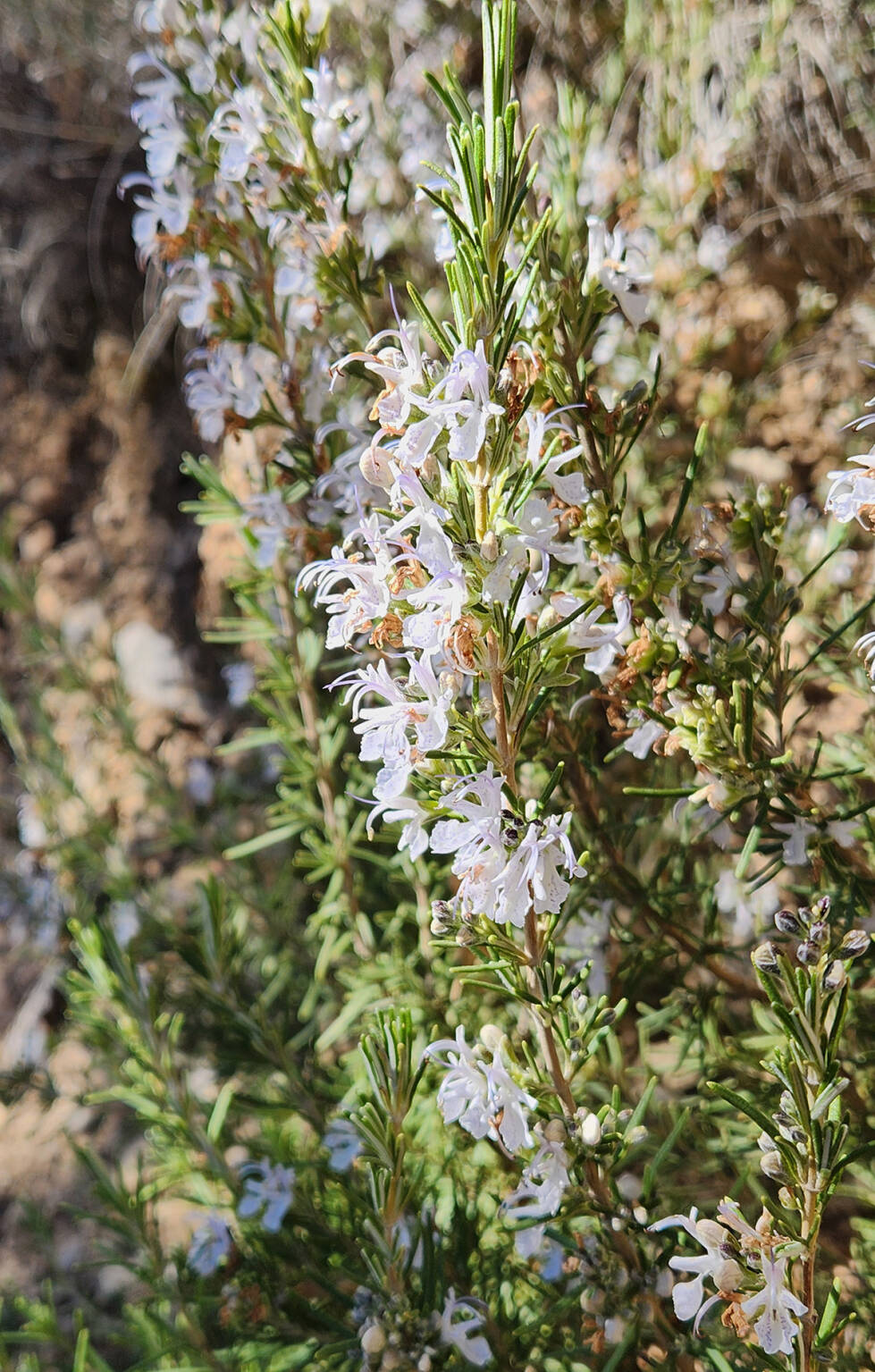 The Calanques in France: A Geographical and Botanical Wonder