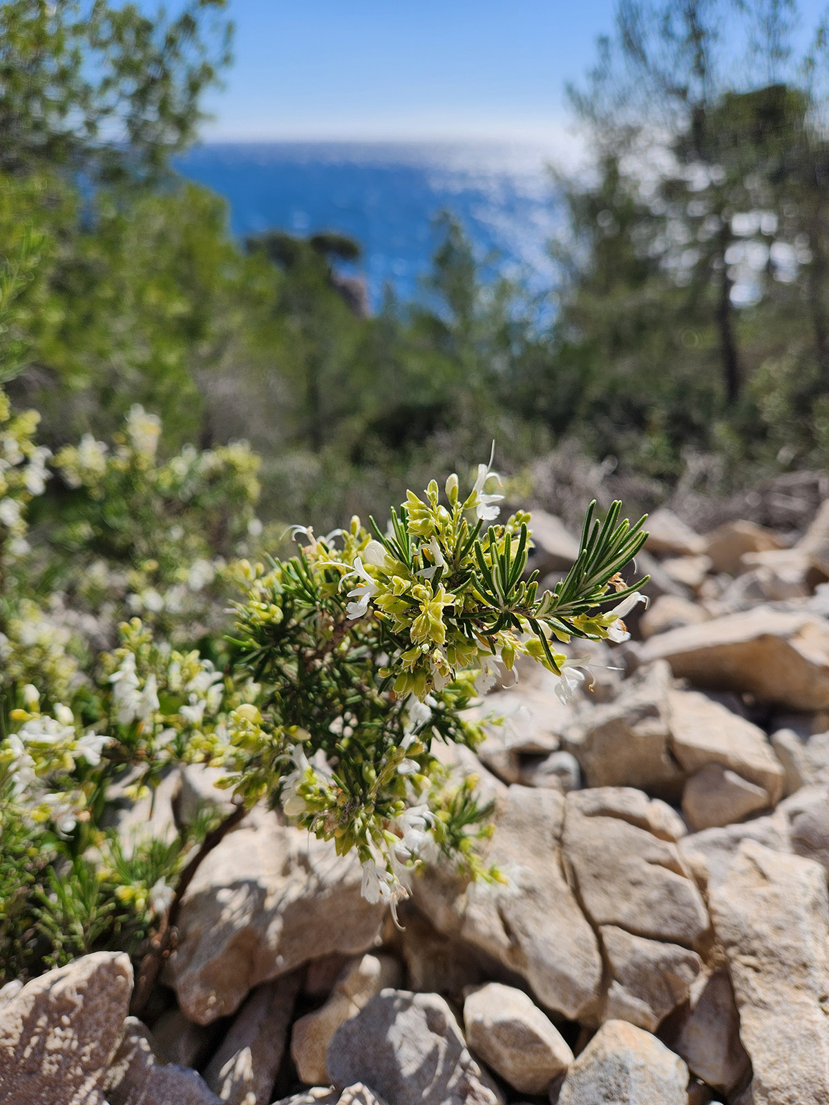 The Calanques in France: A Geographical and Botanical Wonder