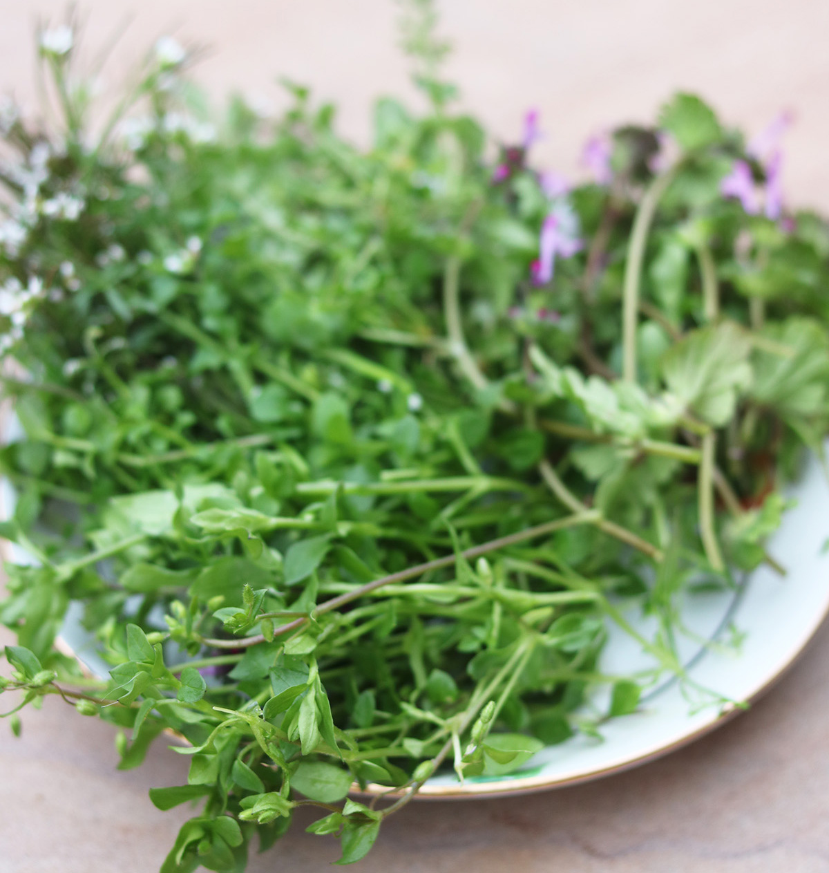 Edible Weeds Are Vegetables in Disguise: Here are 24 Spring Weeds to Eat