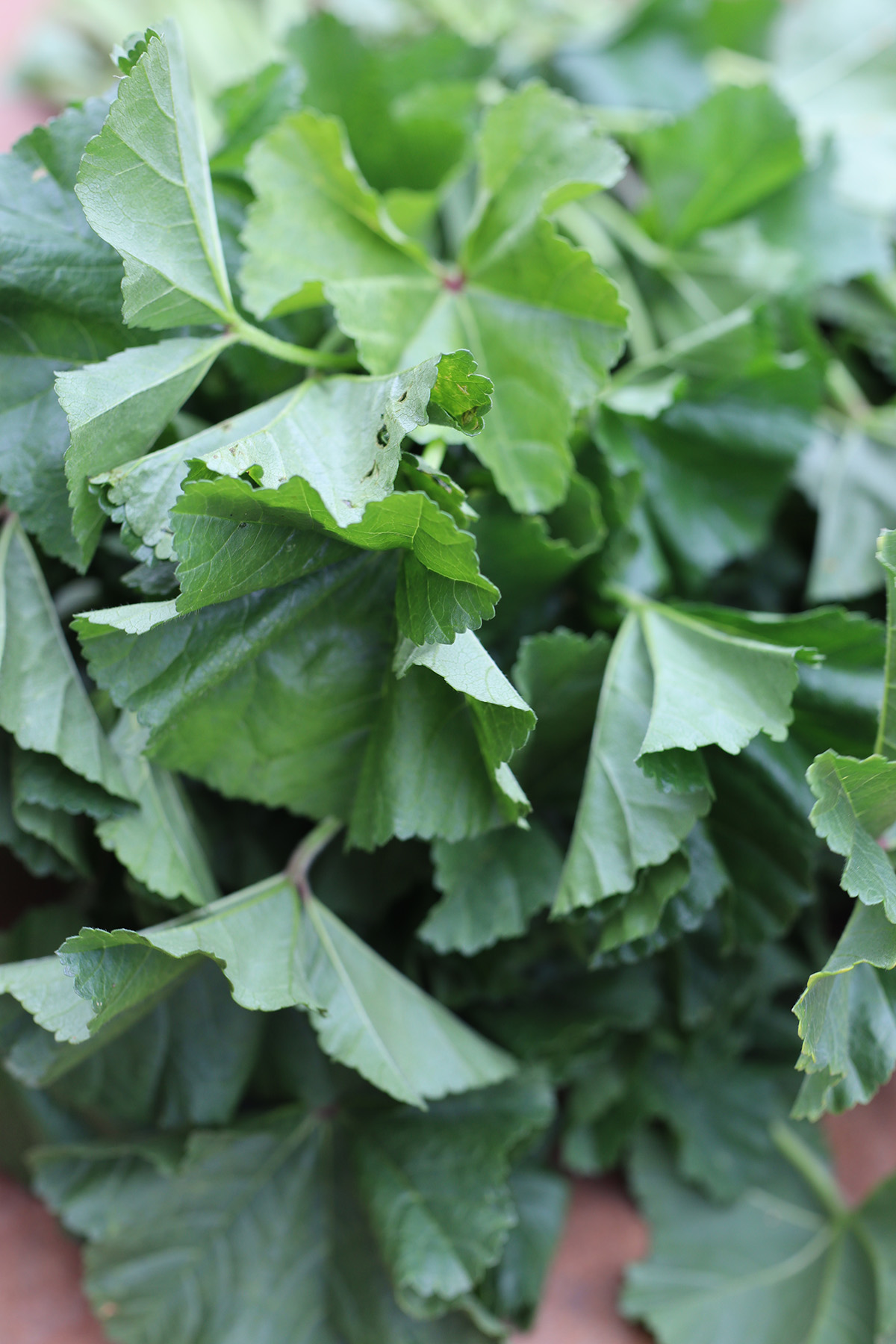 Edible Weeds Are Vegetables in Disguise: Here are 24 Spring Weeds to Eat