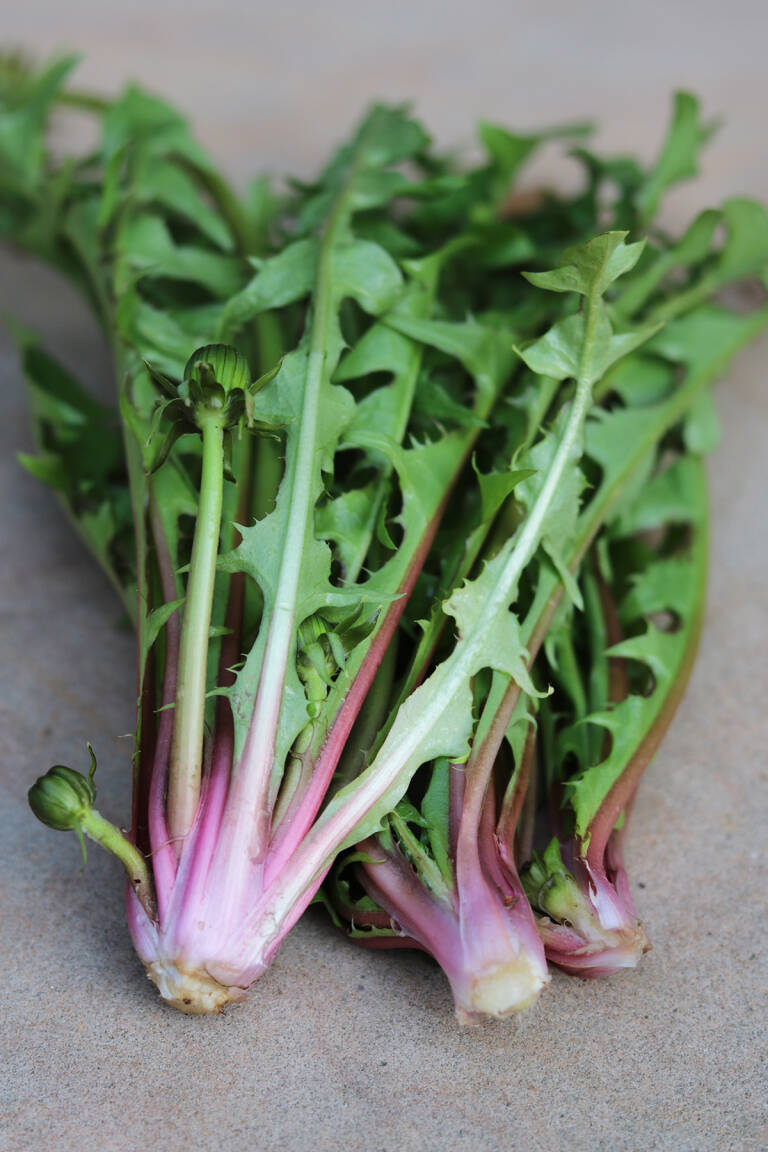 Edible Weeds Are Vegetables in Disguise: Here are 24 Spring Weeds to Eat