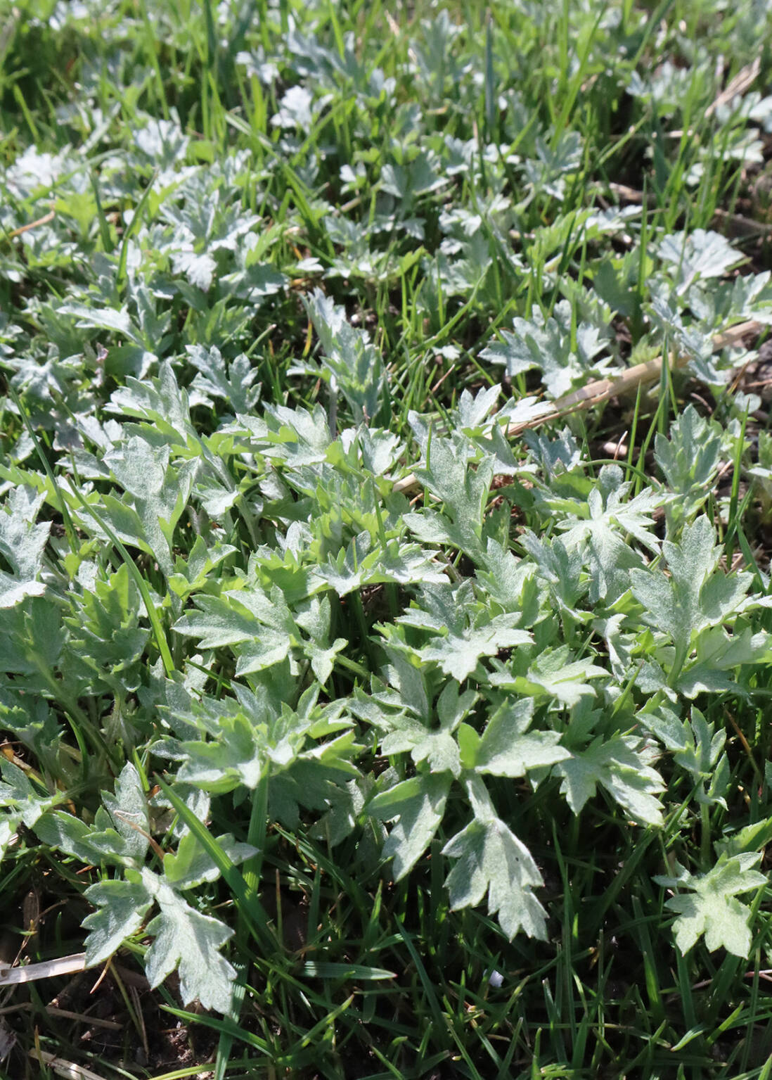 Mugwort in the Spring: An Edible and Tender Delicate Herb