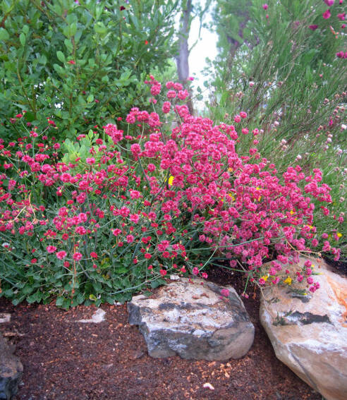 Buckwheat: All About Growing Eriogonum, a Native California Plant