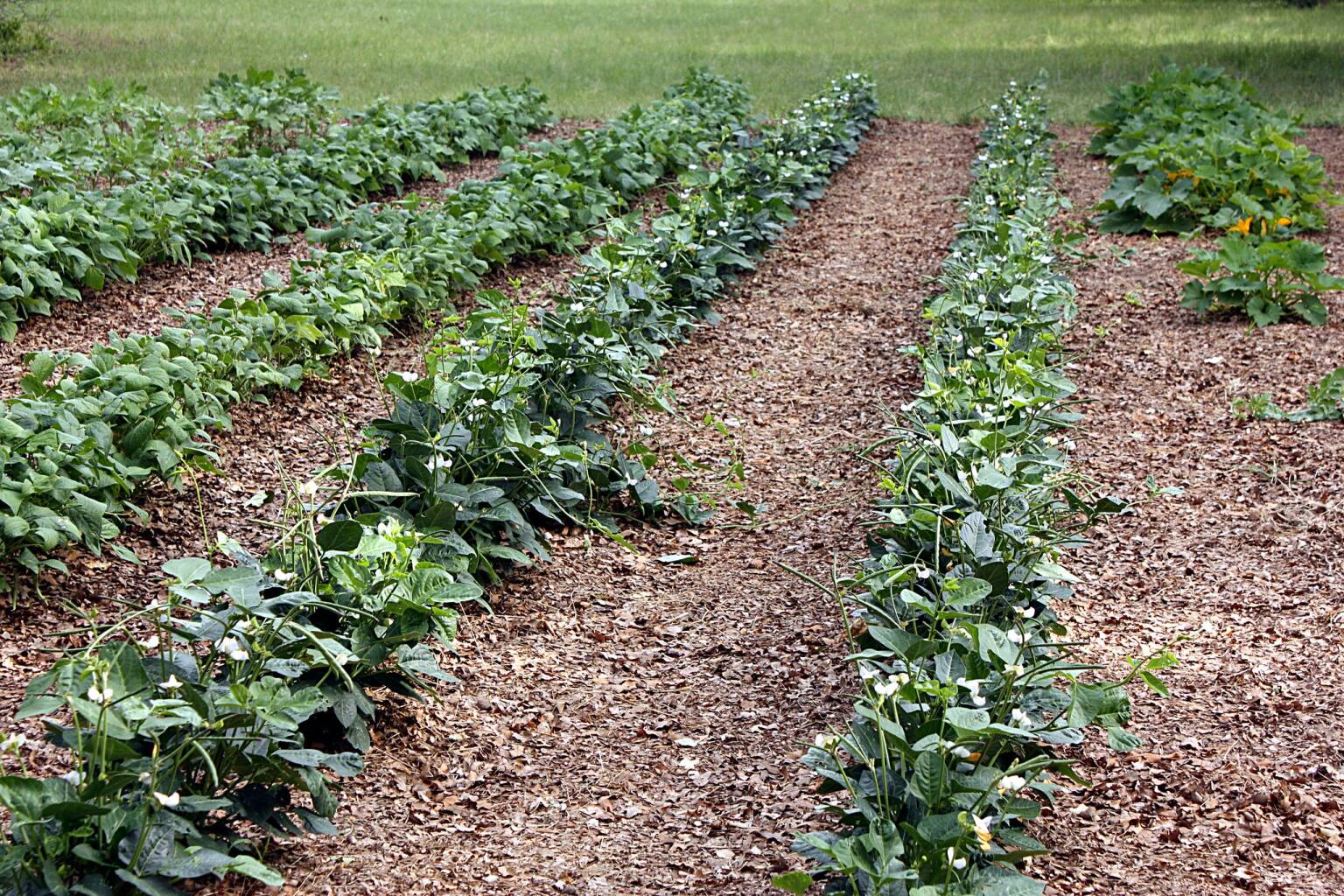 Leaf Mulch: Why You Should Leave the Leaves in Spring, Too