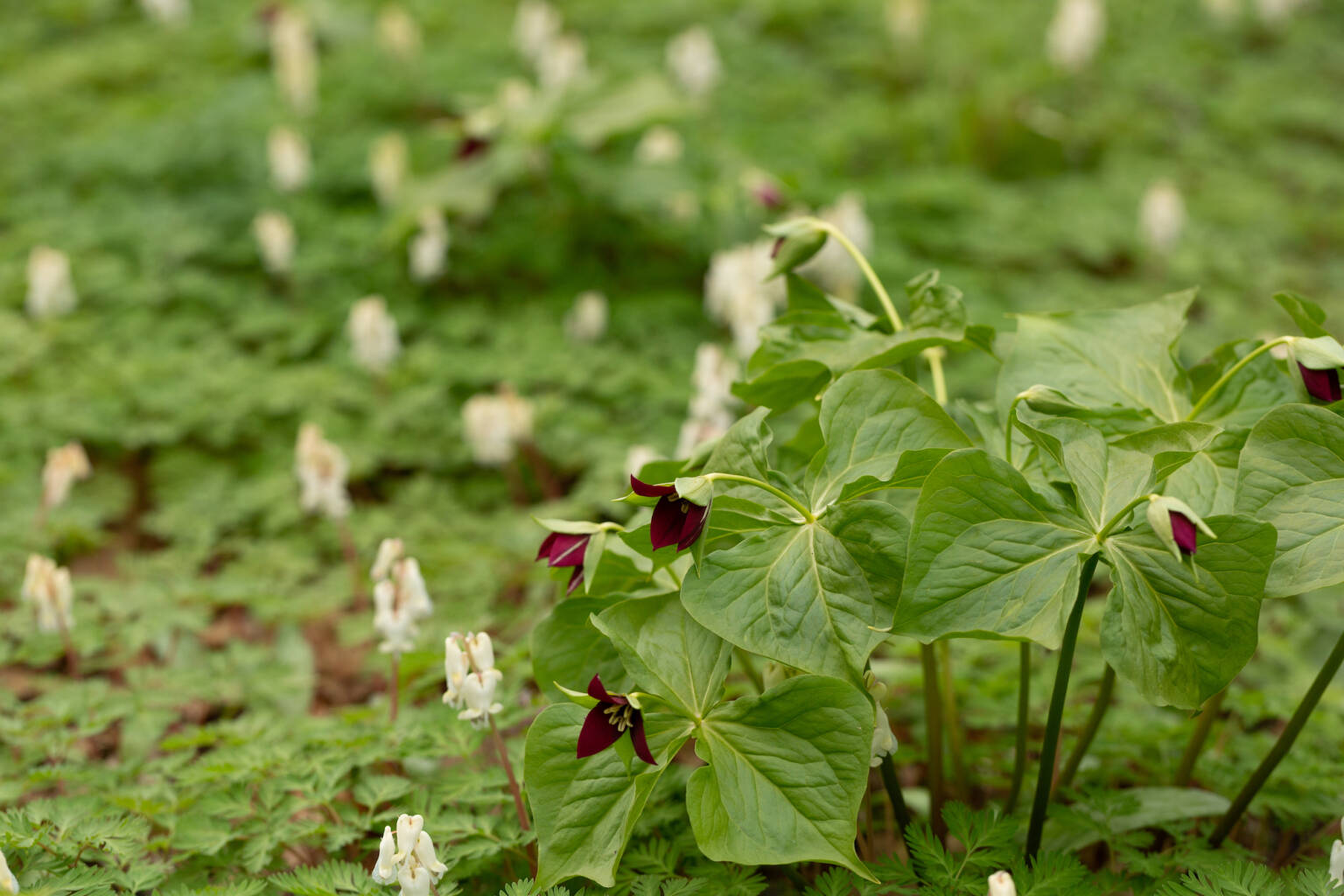 Favorite Native Plant Combinations: Experts Share the Best Plant Pairings