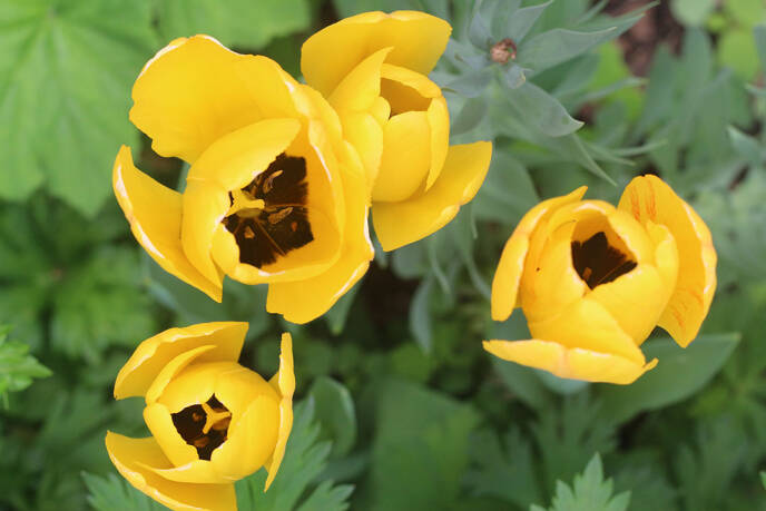 Tulip Petals Are Edible: An Exquisitely Pretty Snack for Spring