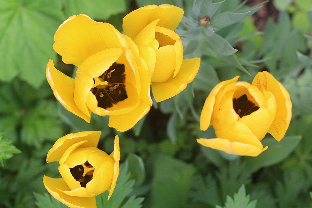 Tulip Petals Are Edible: An Exquisitely Pretty Snack for Spring
