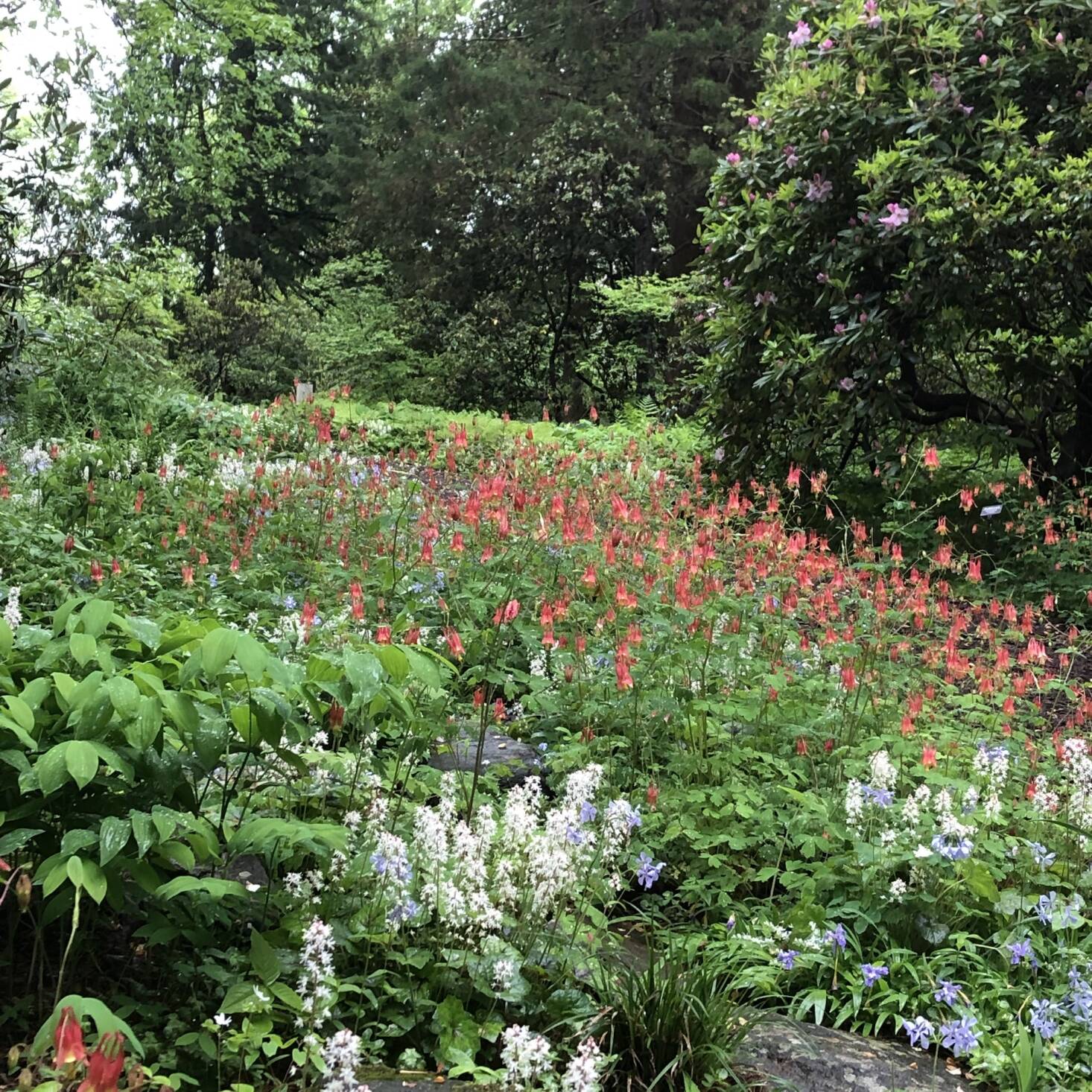 Favorite Native Plant Combinations: Experts Share the Best Plant Pairings