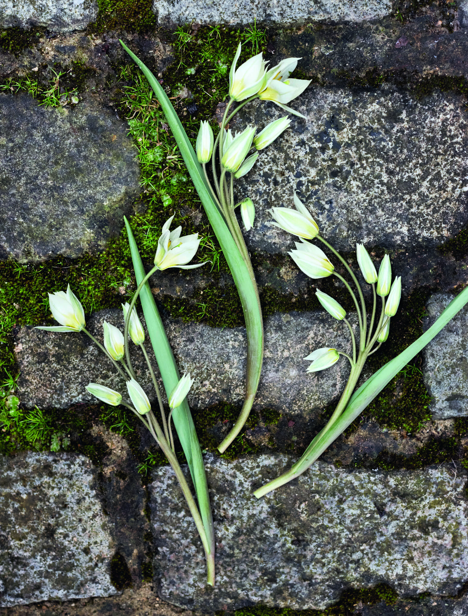 Tulip Fire, Climate Change, and Vermin: Tulips Face a New World