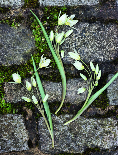 Tulip Fire, Climate Change, and Vermin: Tulips Face a New World