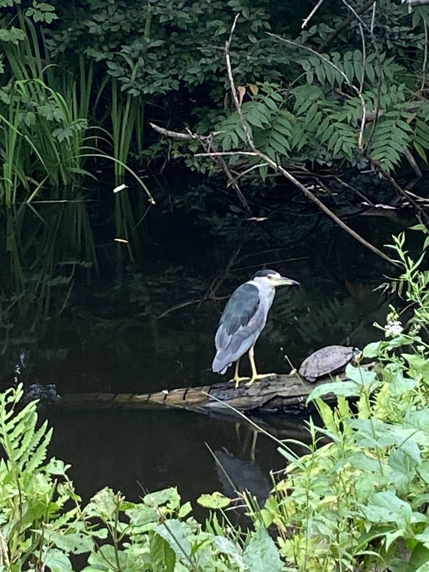 Rashid Poulson of Brooklyn Bridge Park on Spring Gardening Chores
