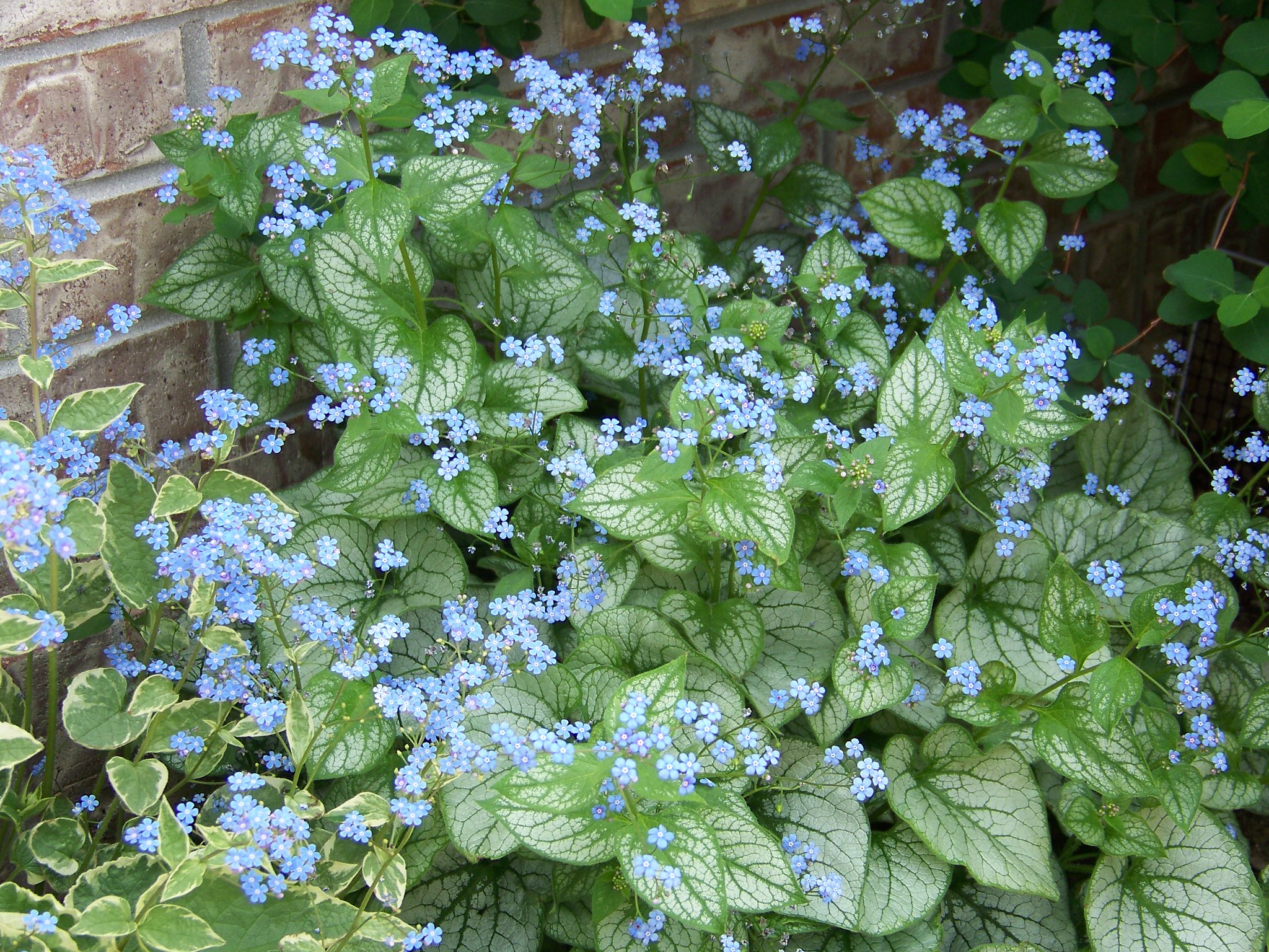 Best Blue Flowers to Grow in the Garden: My Favorite Blue Perennials ...