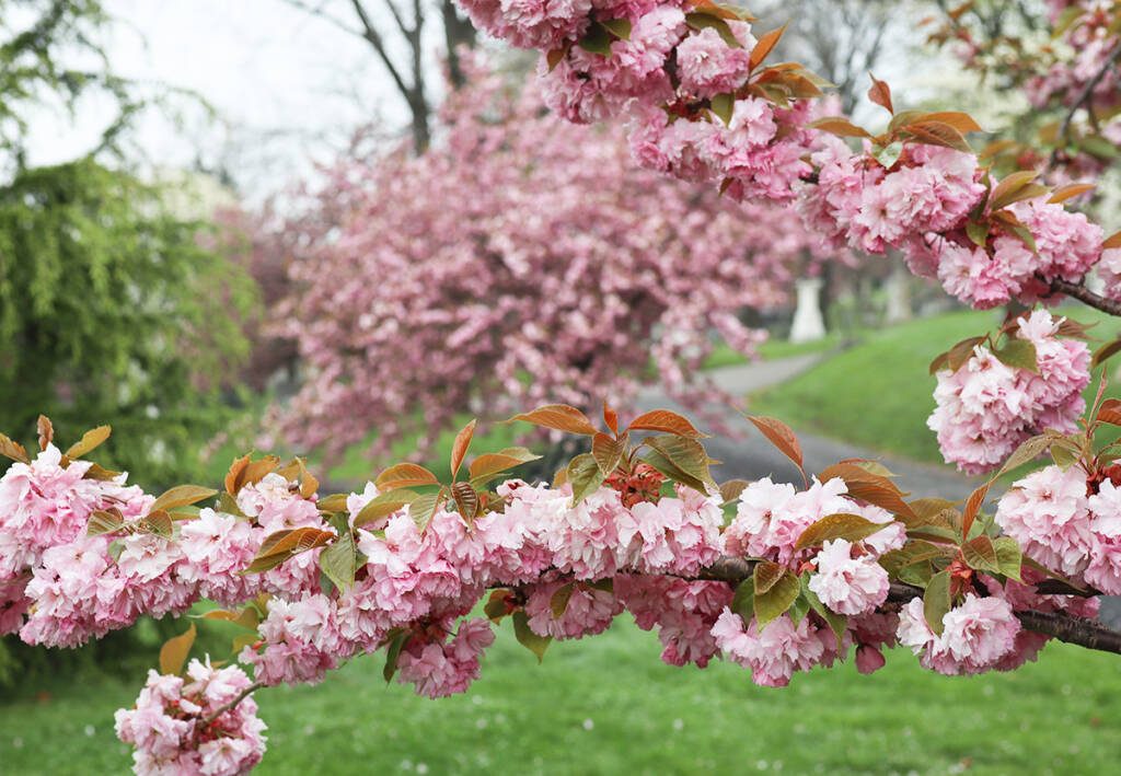 Cherry Blossoms Are Edible: Easy Spring Recipes Using the Flower