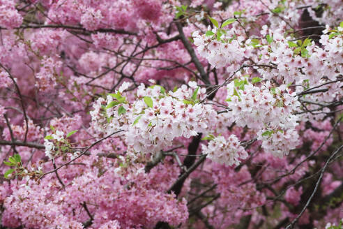 Cherry Blossoms Are Edible: Easy Spring Recipes Using the Flower