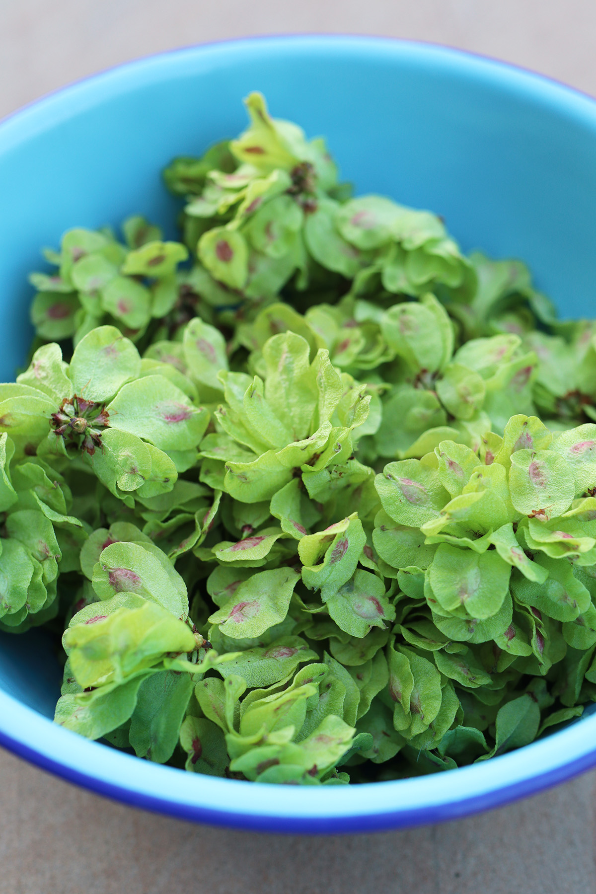 Elm Samara: Recipes Using the Tree's Edible, Winged Seeds