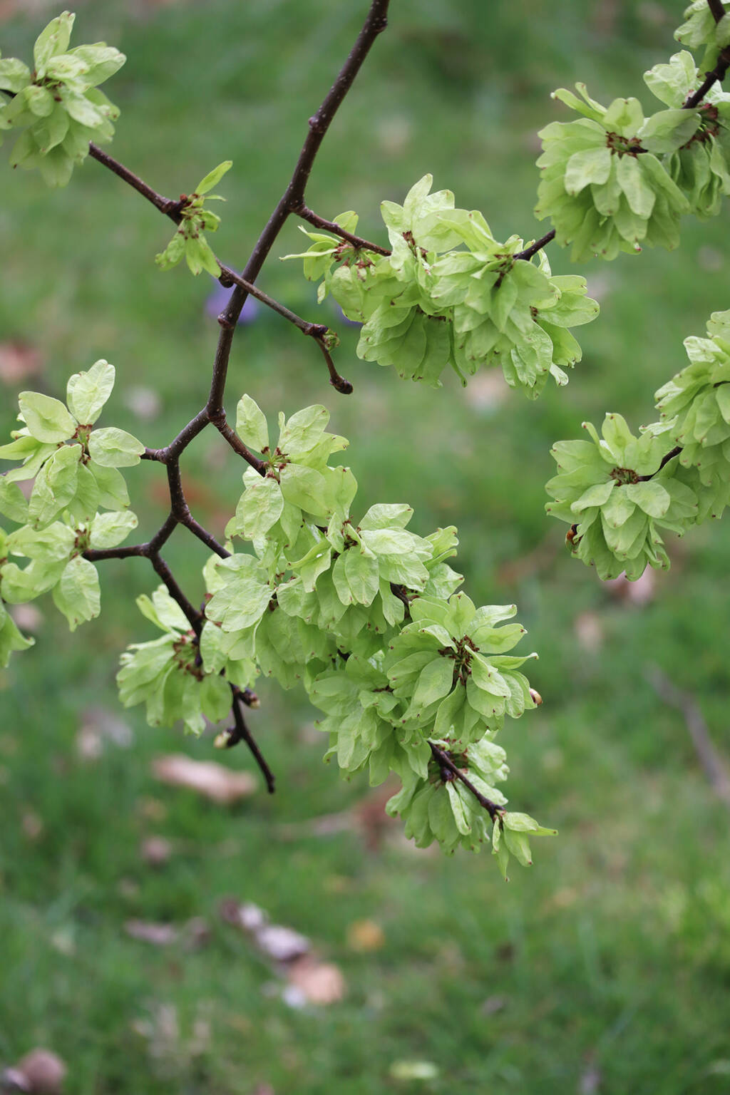 Elm Samara: Recipes Using the Tree's Edible, Winged Seeds