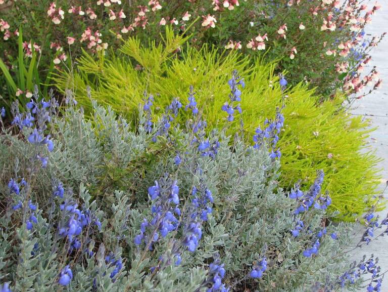 Best Blue Flowers to Grow in the Garden: My Favorite Blue Perennials ...