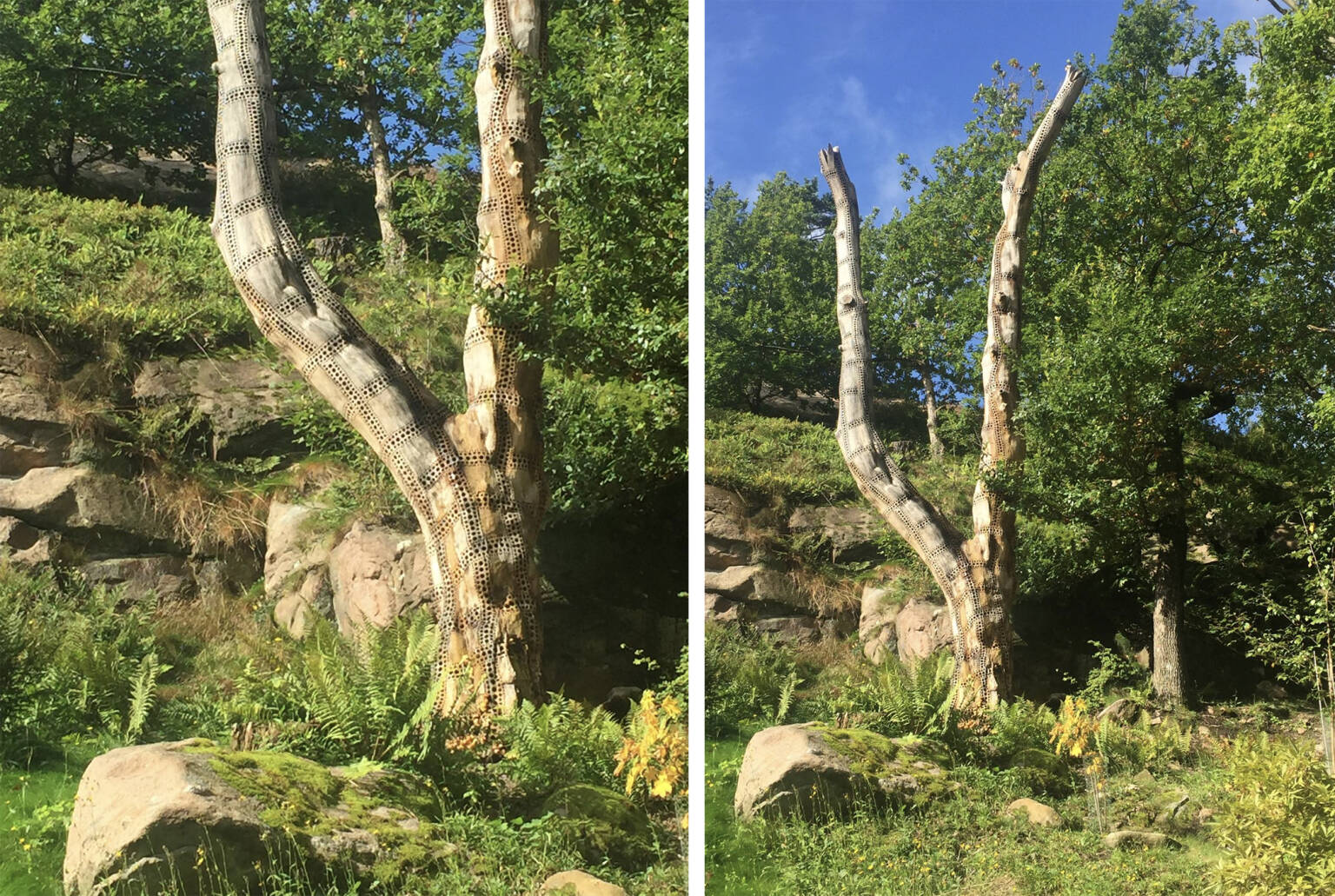 Snags in the Garden: A Garden Trend that Lets Dead Trees Stand