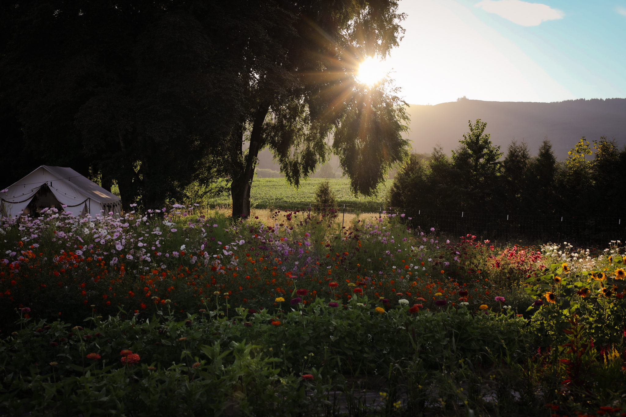 Island Farm Studio: Growing Flowers and Resilience on Sauvie Island