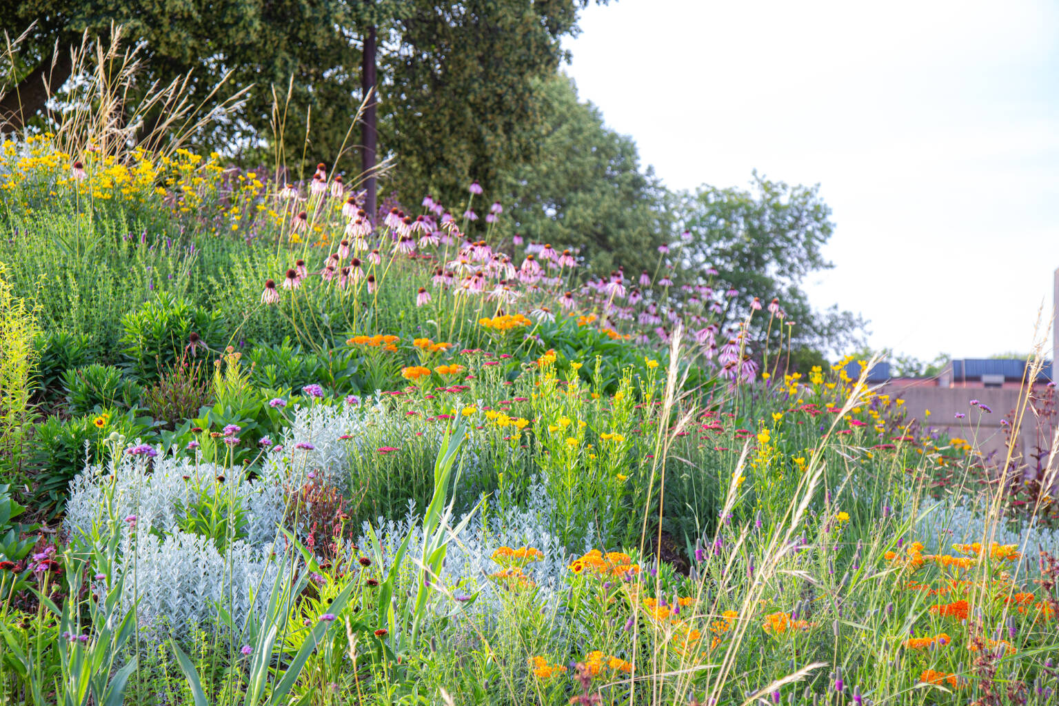 Favorite Native Plant Combinations: Experts Share the Best Plant Pairings