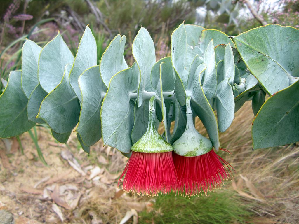 Best Australian Flowers to Plant in the US: Here Are Our Favorites to Try