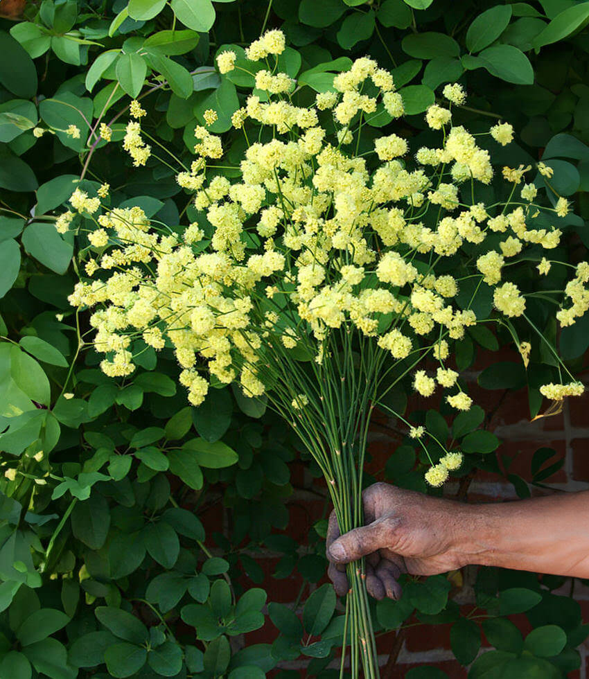Buckwheat: All About Growing Eriogonum, a Native California Plant