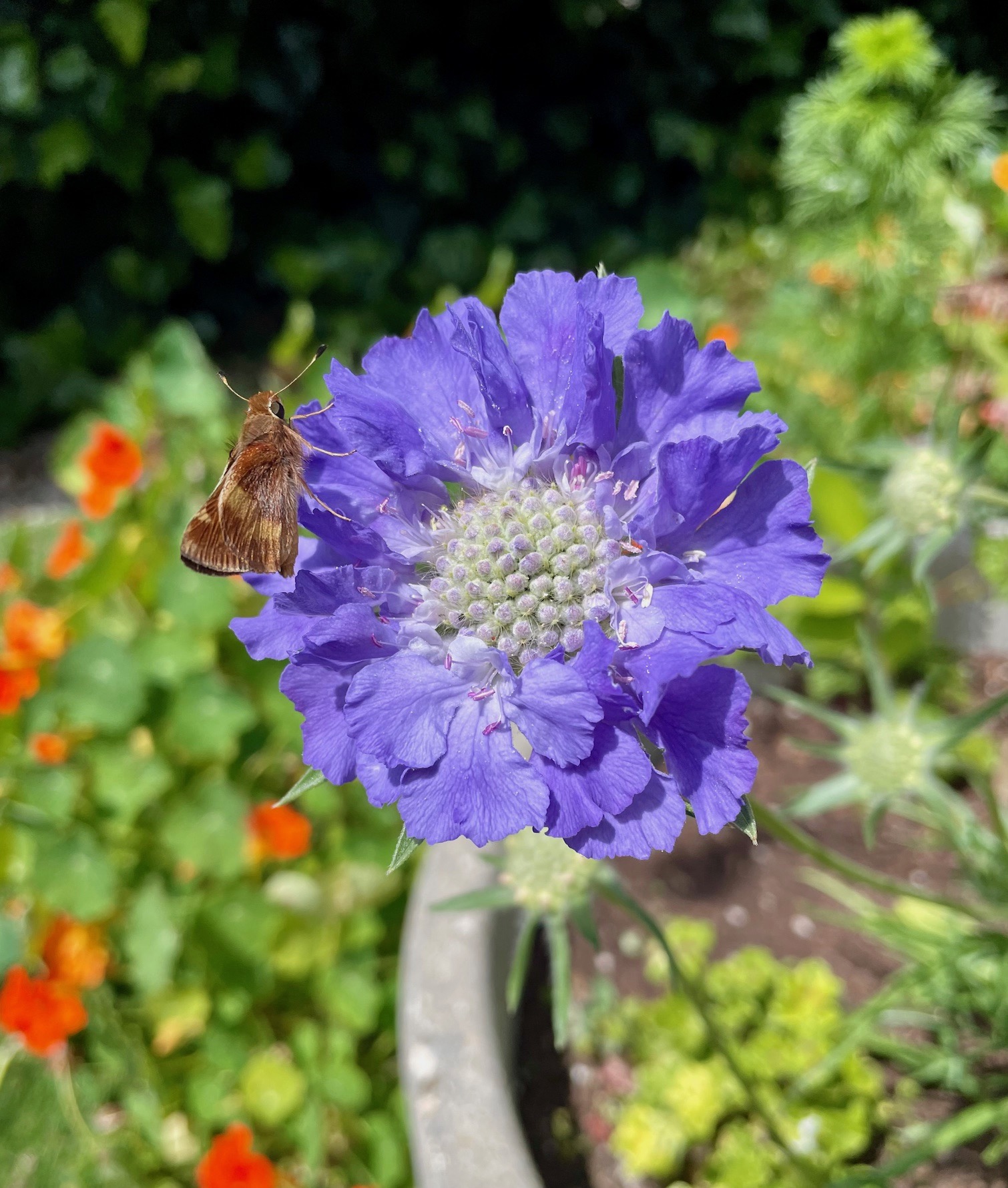 Best Blue Flowers to Grow in the Garden: My Favorite Blue Perennials ...