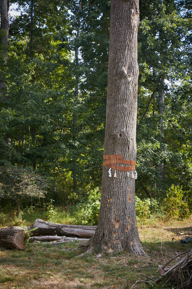 Snags in the Garden: A Garden Trend that Lets Dead Trees Stand