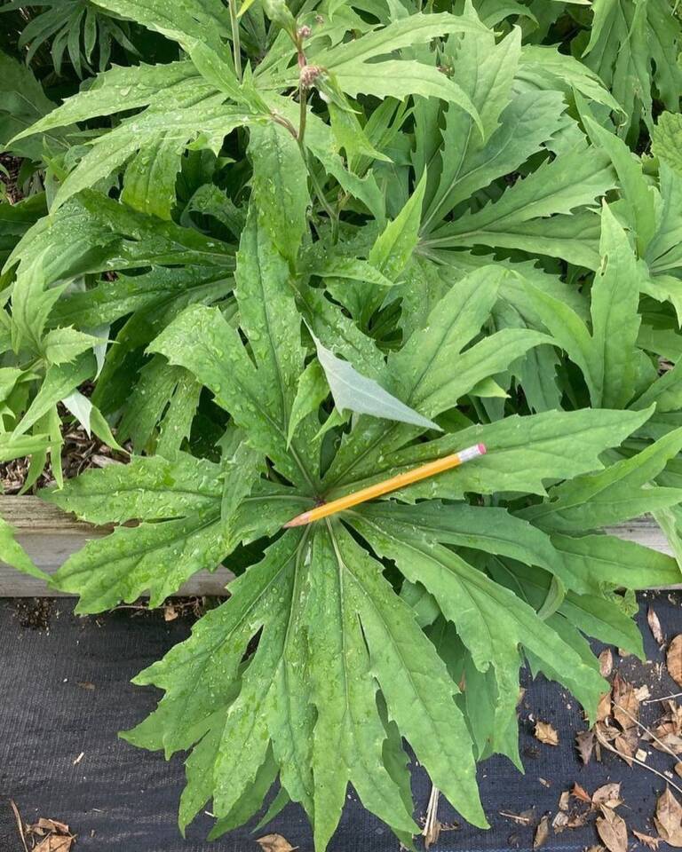 Taylor Johnston: An Interview with the Founder of Gamine and Issa.