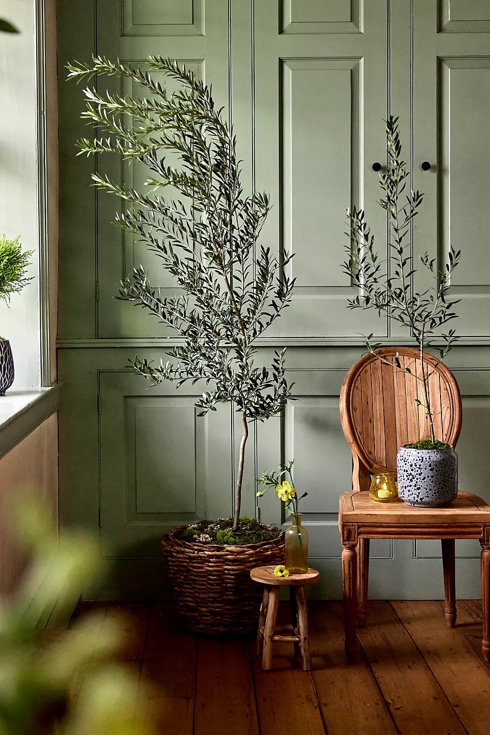 Olive Trees: Everything You Need to Know About Growing Them