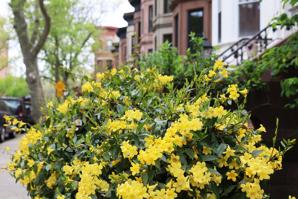 Yellow Jessamine: A Species of Gelsemium That's a Very Toxic Plant