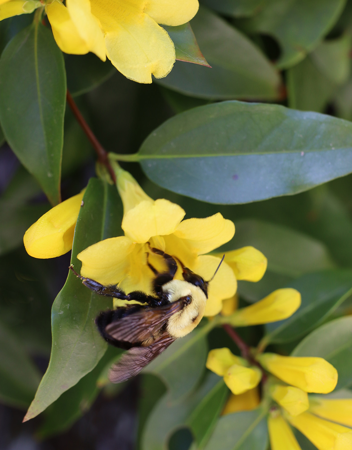Yellow Jessamine: A Species of Gelsemium That's a Very Toxic Plant