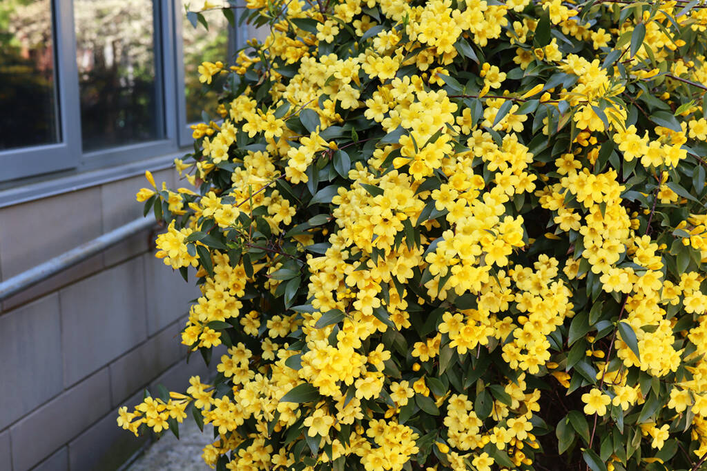 Yellow Jessamine: A Species of Gelsemium That's a Very Toxic Plant