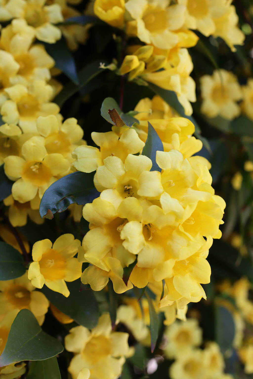 Yellow Jessamine: A Species of Gelsemium That's a Very Toxic Plant