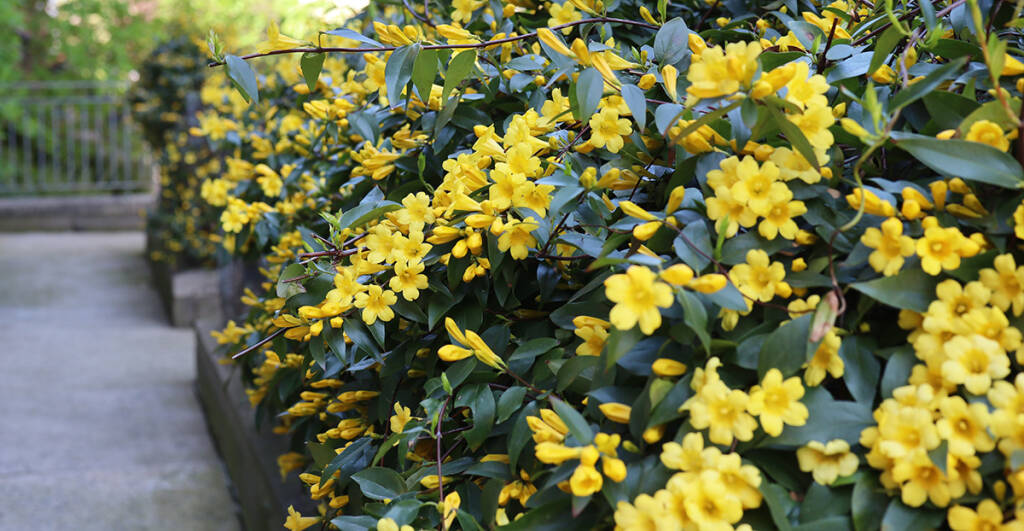 Yellow Jessamine: A Species of Gelsemium That's a Very Toxic Plant