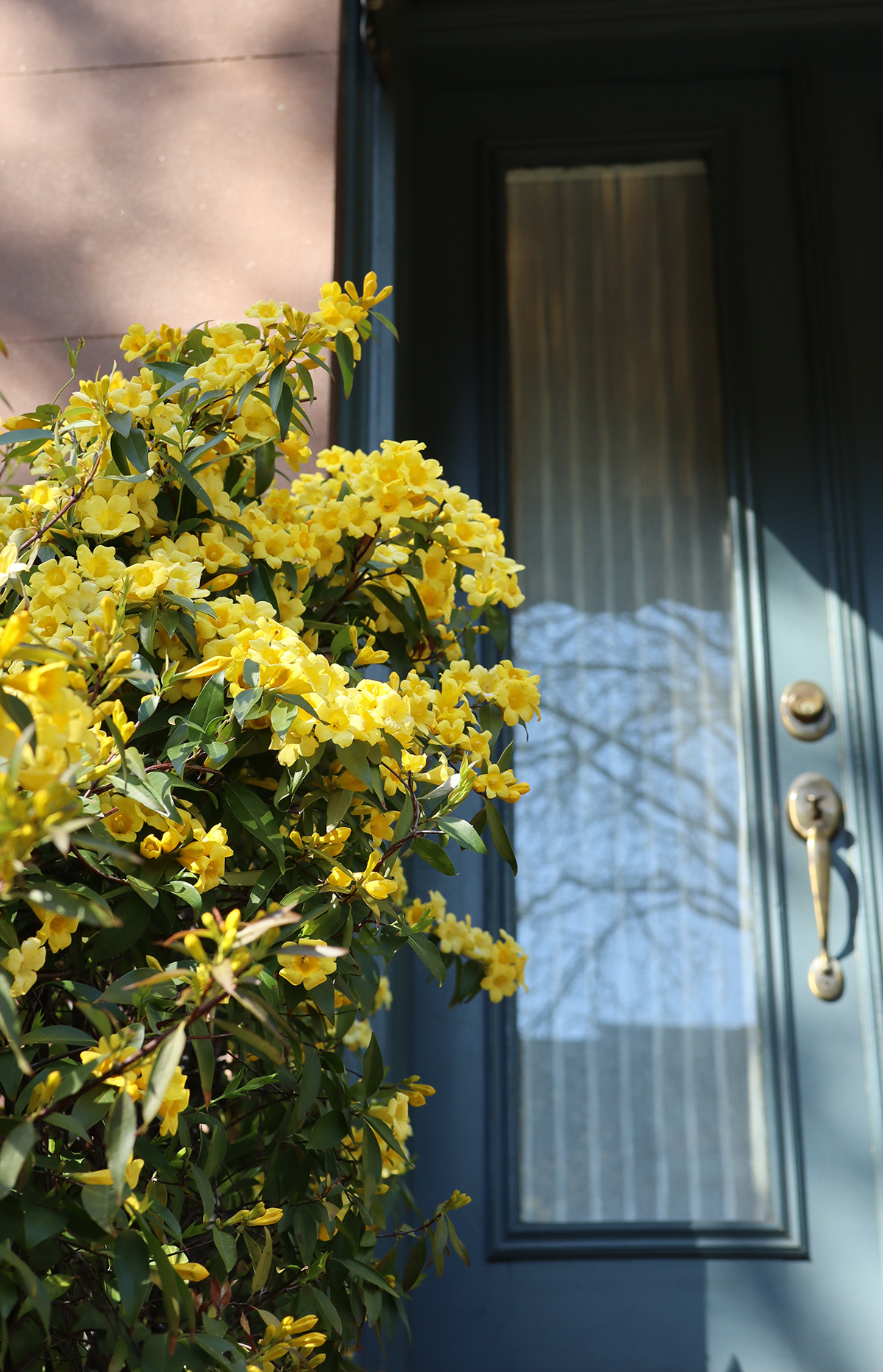 Yellow Jessamine: A Species of Gelsemium That's a Very Toxic Plant