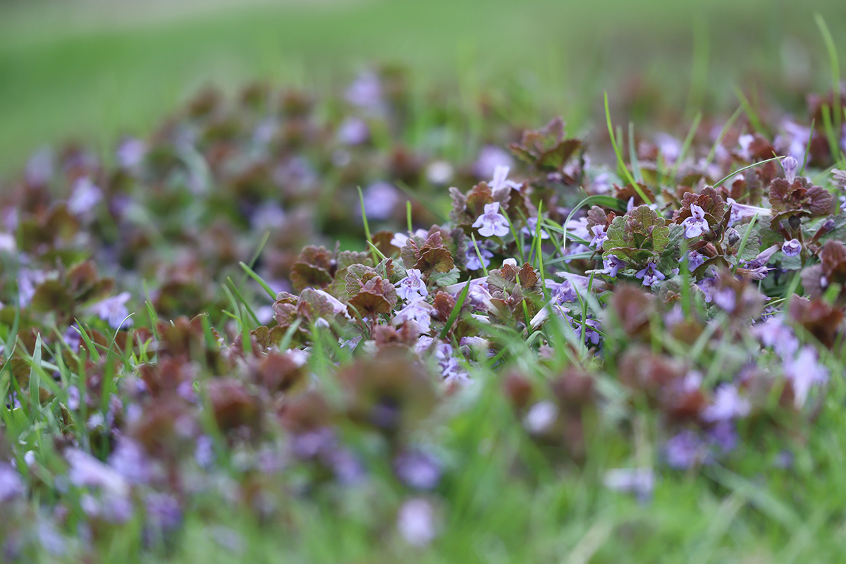 Ground Ivy: This Pretty Weed that Grows on Lawns Is Edible