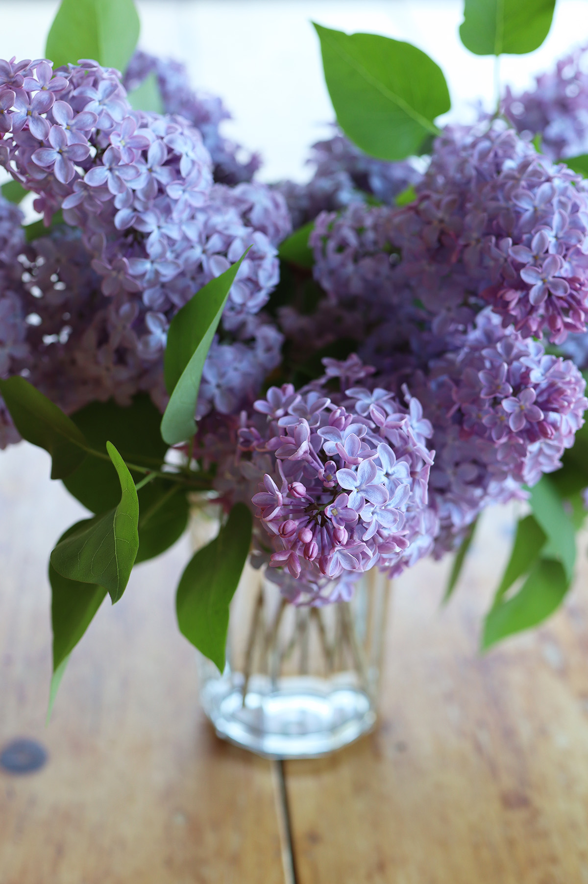Lilac Honey: A Delicious Infusion Recipe that Captures Lilacs' Heady Scent