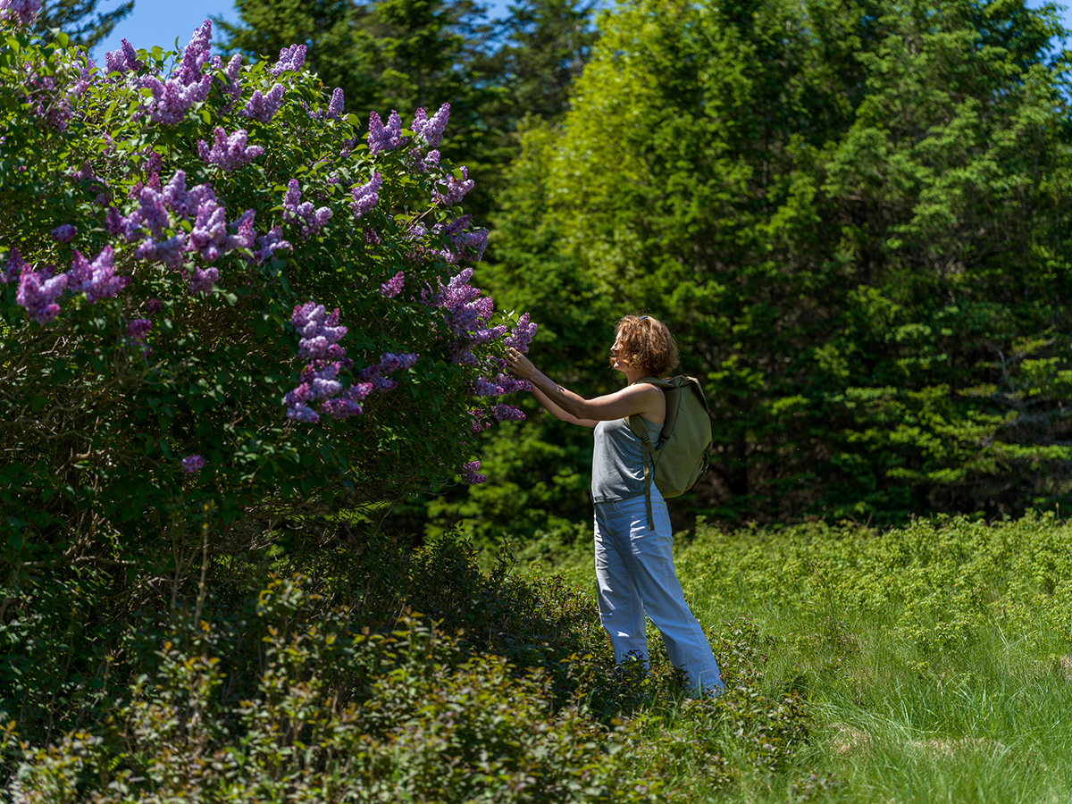 Lilac Honey: A Delicious Infusion Recipe that Captures Lilacs' Heady Scent